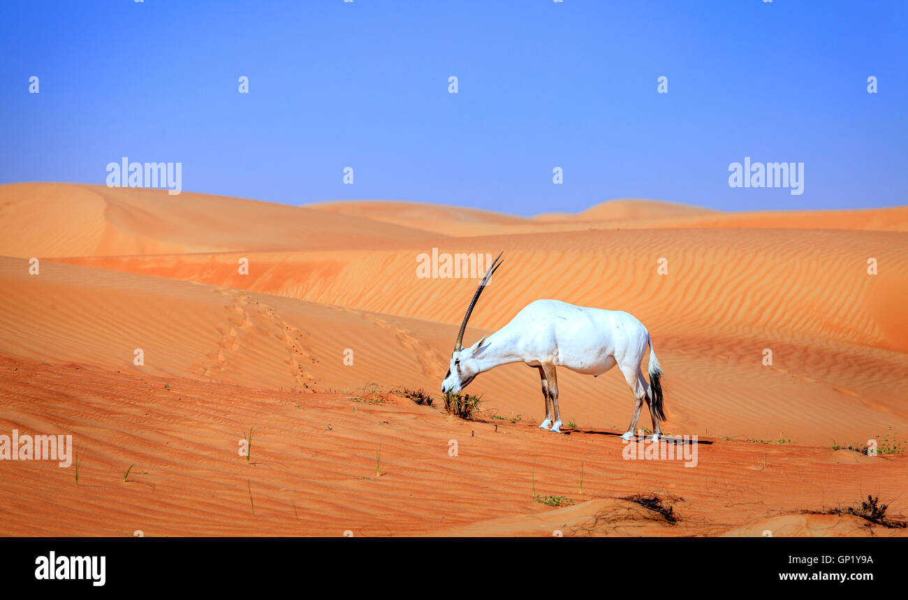 Arabian oryx eating hi-res stock photography and images - Alamy
