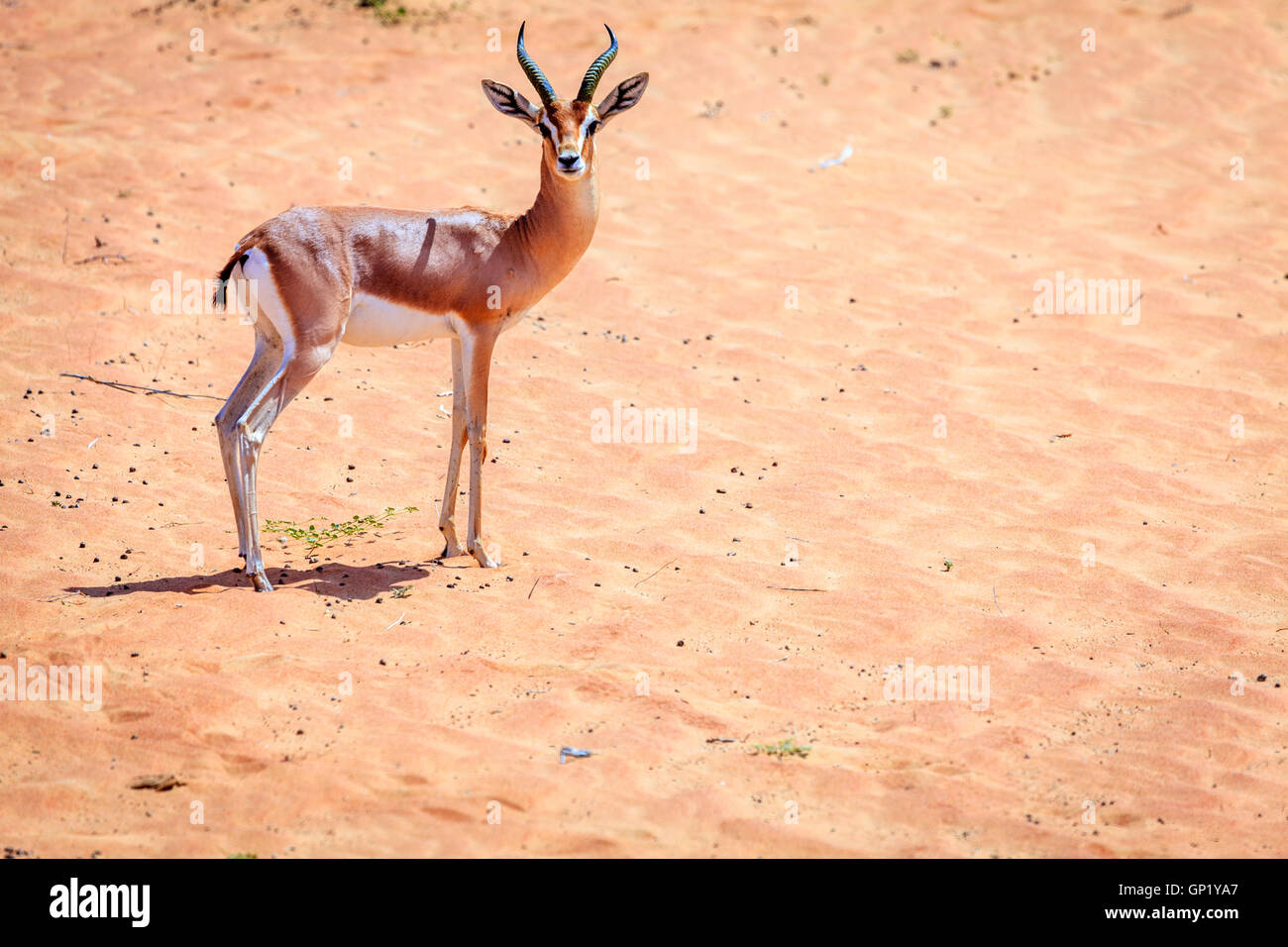 Arabian Gazelle in the Desert Conservation Reserve near Dubai, UAE ...
