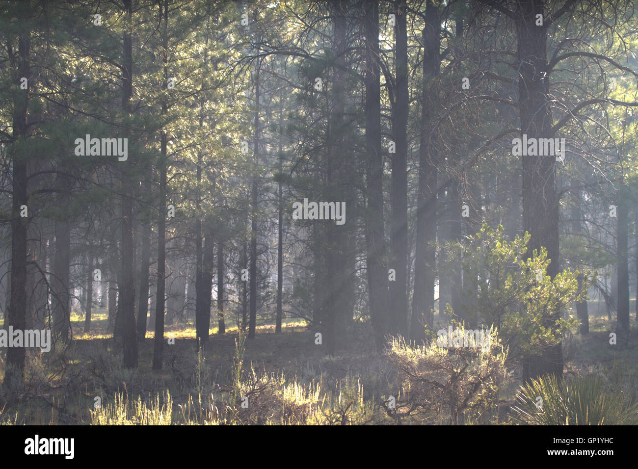 Smog from distant forest fire in Arizona Kaibab Forest near the Grand ...