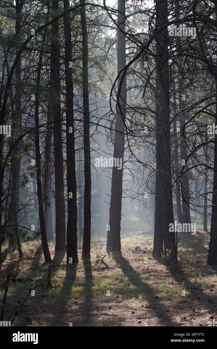 Smog from distant forest fire in arizona, Kaibab Forest near the Grand ...