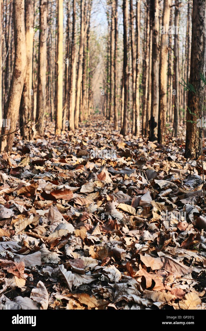 autumn in forest Stock Photo - Alamy