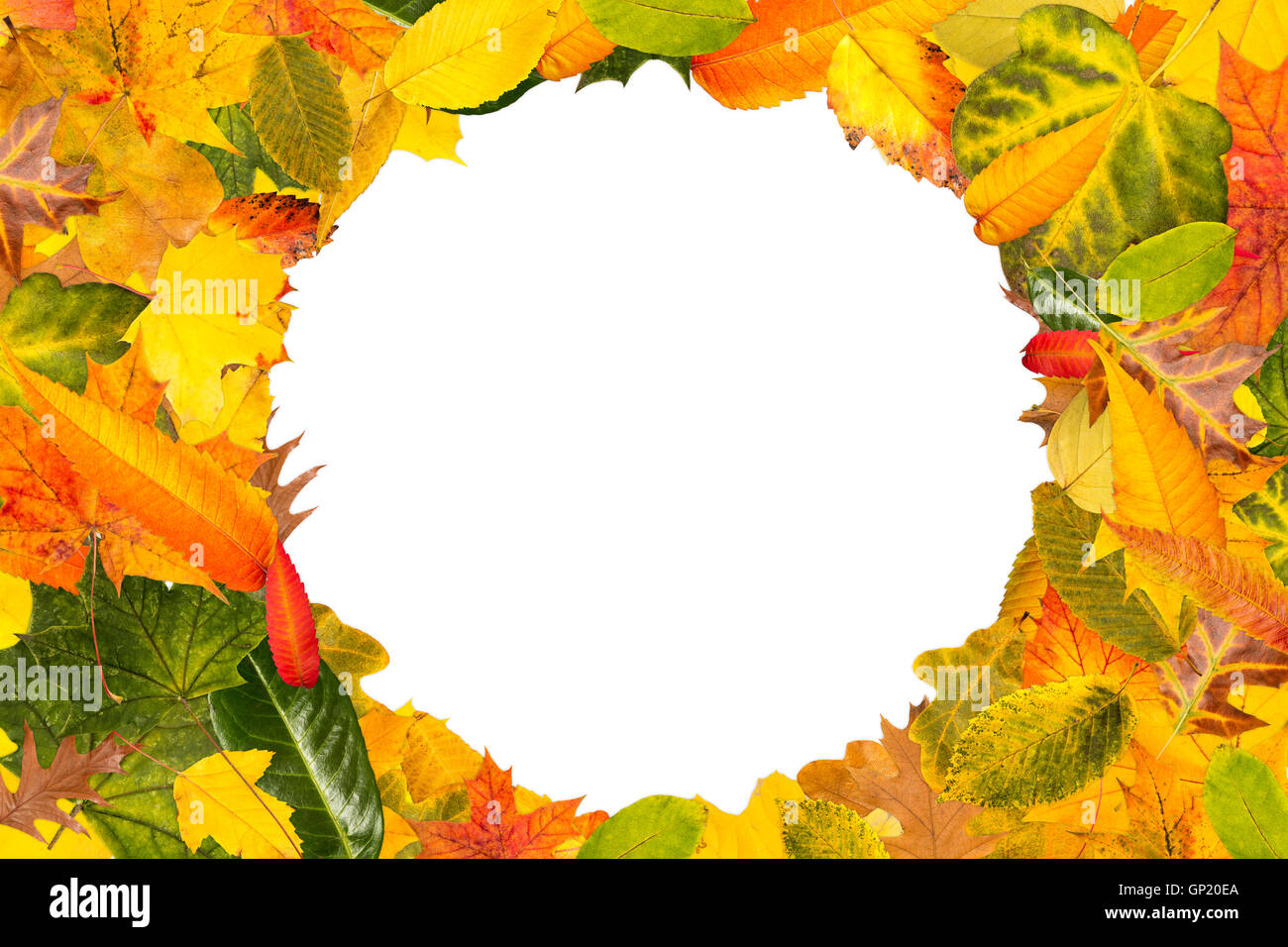Frame made of different leaves from nature Stock Photo - Alamy