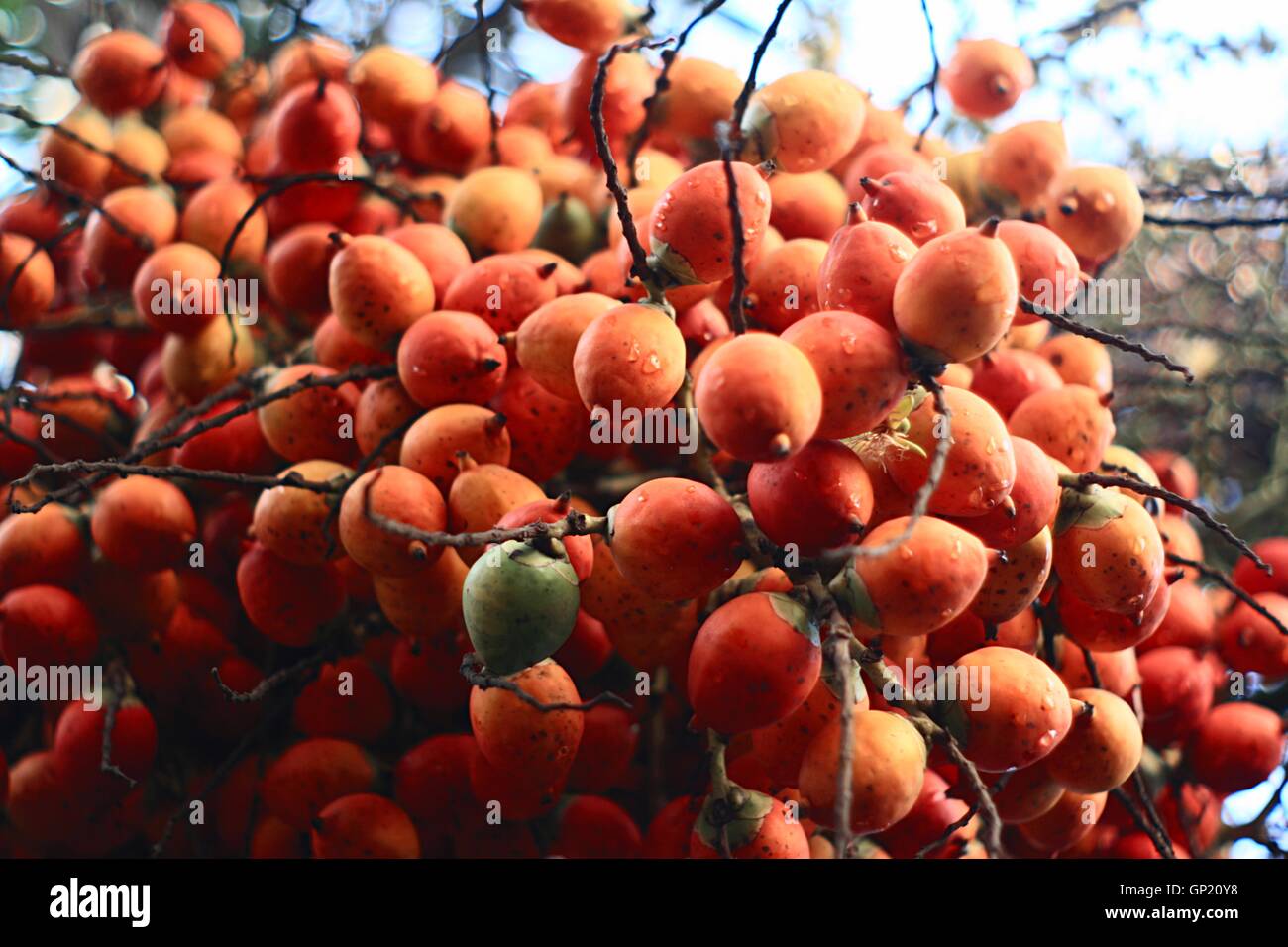 Palm fruits hi-res stock photography and images - Alamy