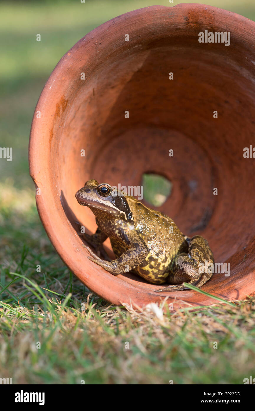 Rana Temporaria. Common garden frog coming out of a terracotta ...