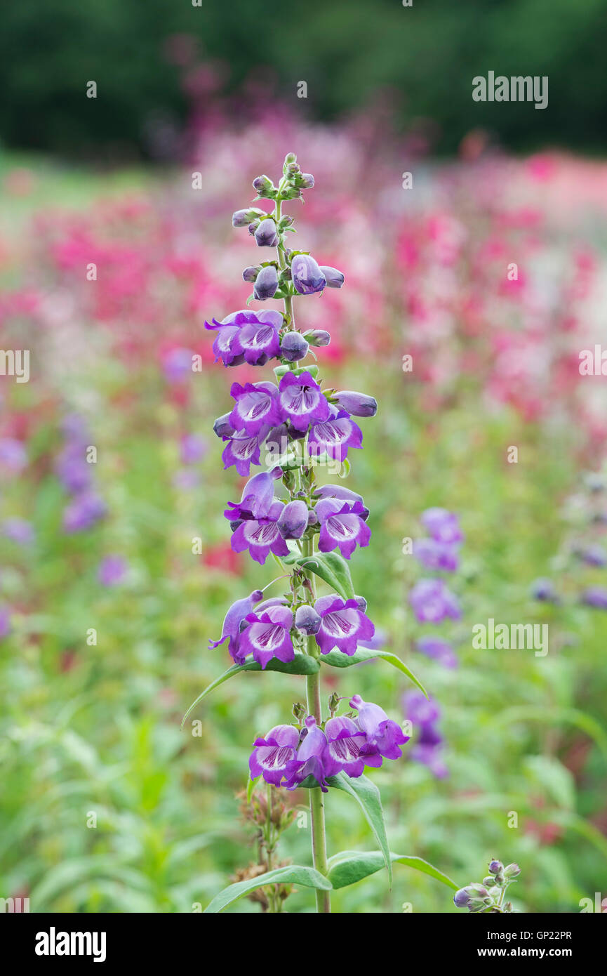 Flowering penstemon hi-res stock photography and images - Alamy