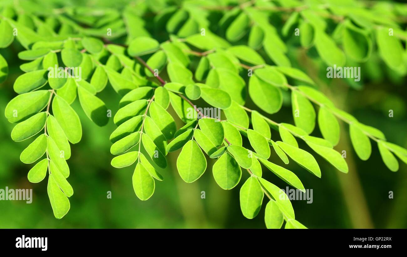 Mlonge High Resolution Stock Photography and Images - Alamy