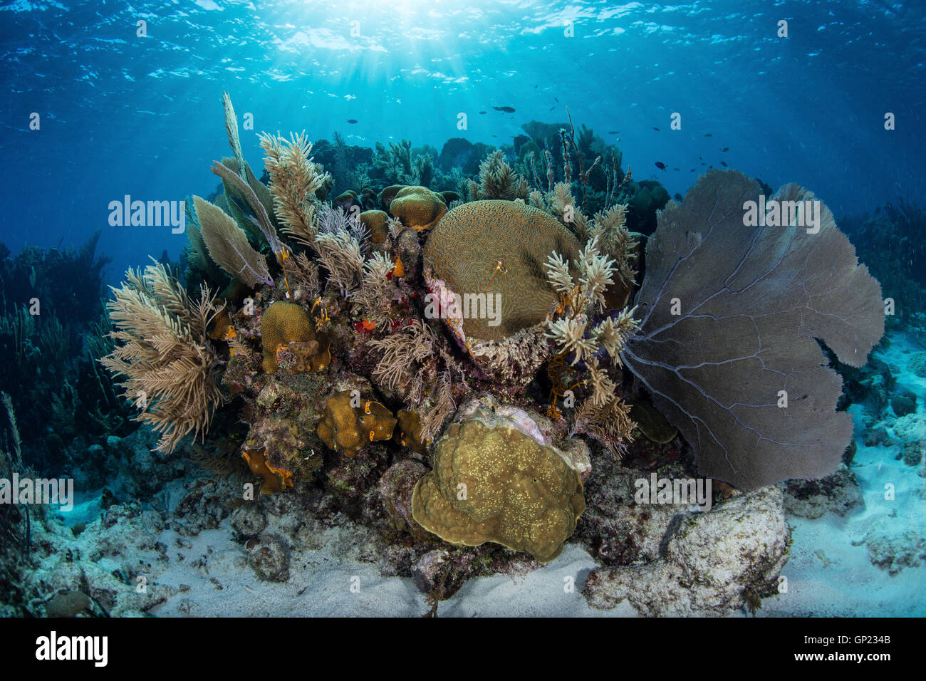 Caribbean Coral Reef, Turneffe Atoll, Caribbean, Belize Stock Photo - Alamy