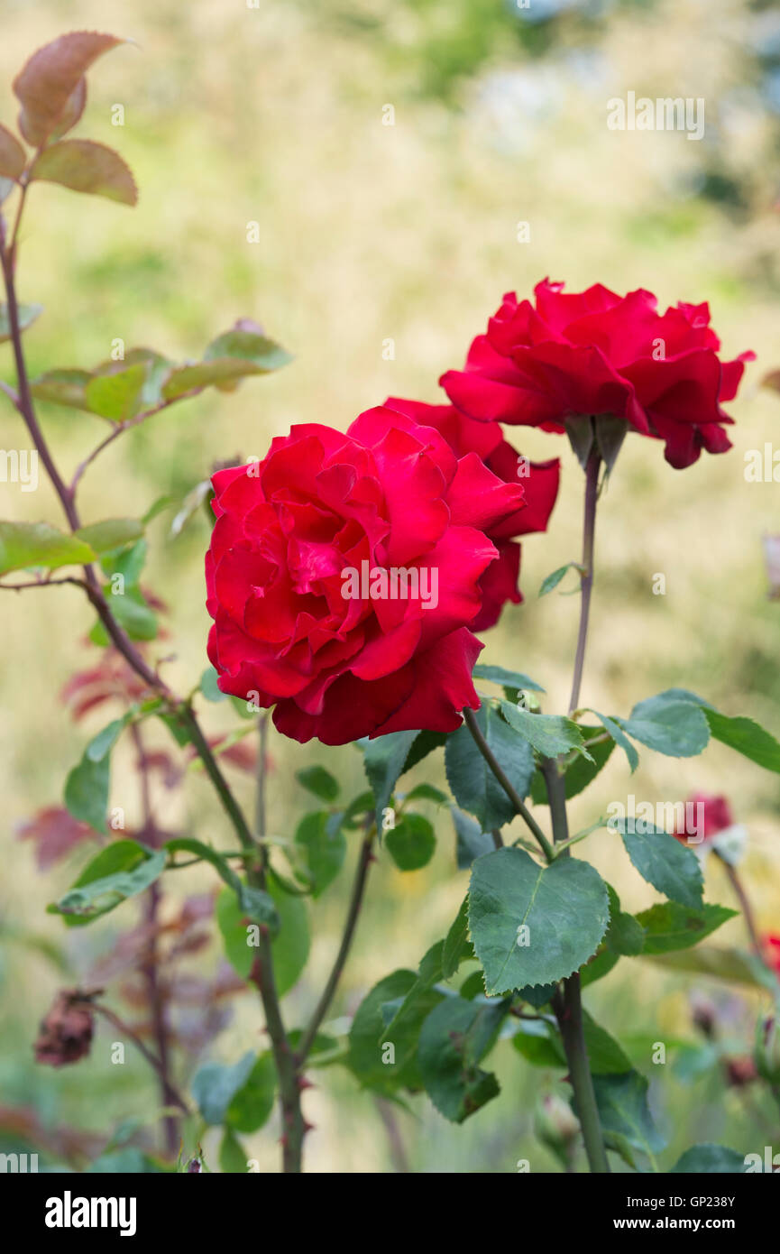 Valentine vivid hi-res stock photography and images - Alamy