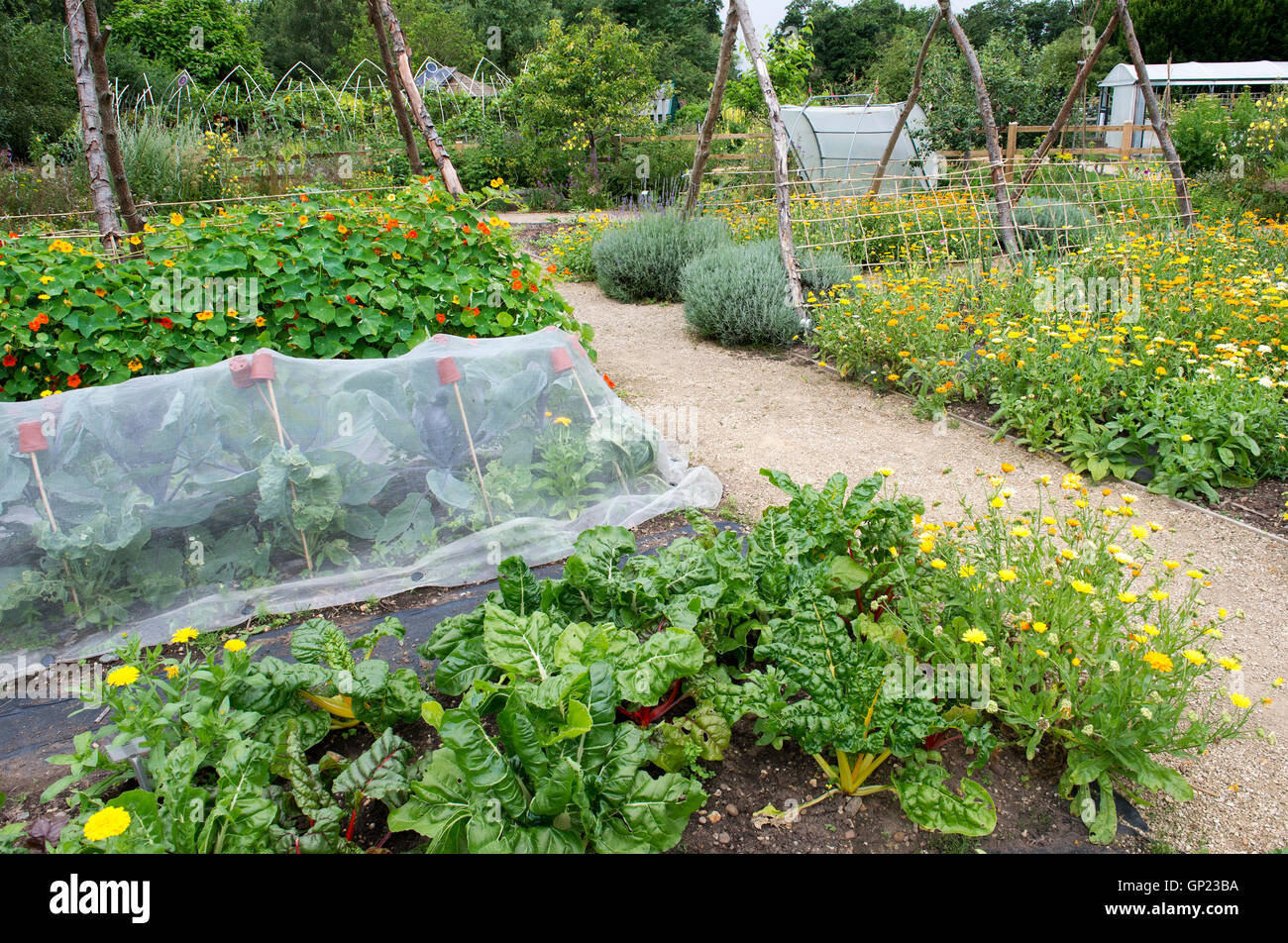 Vegetable allotment at Ryton Organic gardens in summer. Warwickshire ...