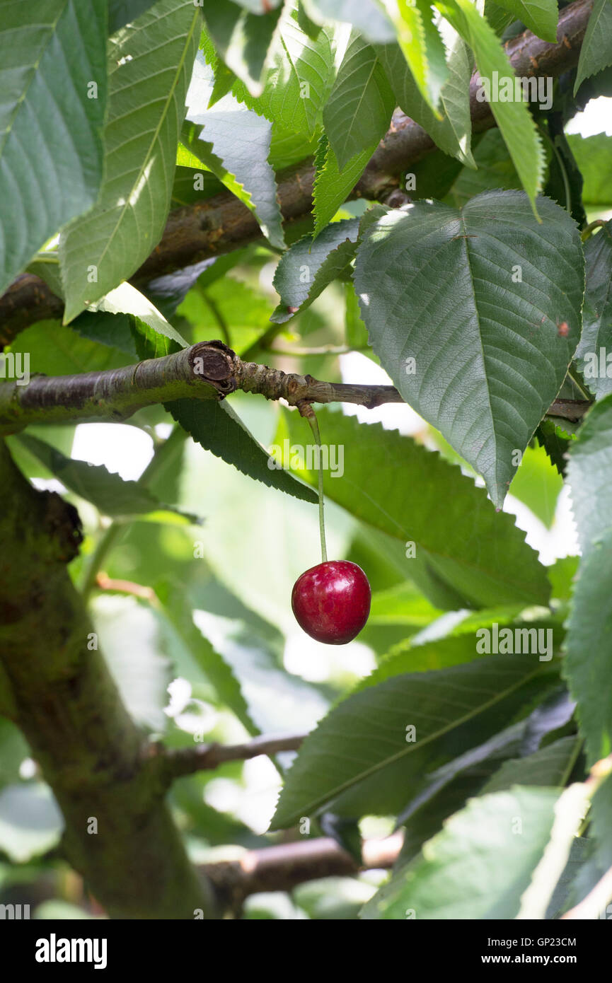 Cherry fruits with leaves hi-res stock photography and images - Alamy