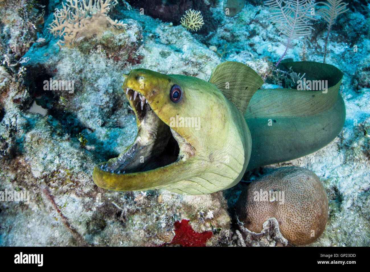Green Moray Eel, Gymnothorax funebris, Turneffe Atoll, Caribbean ...