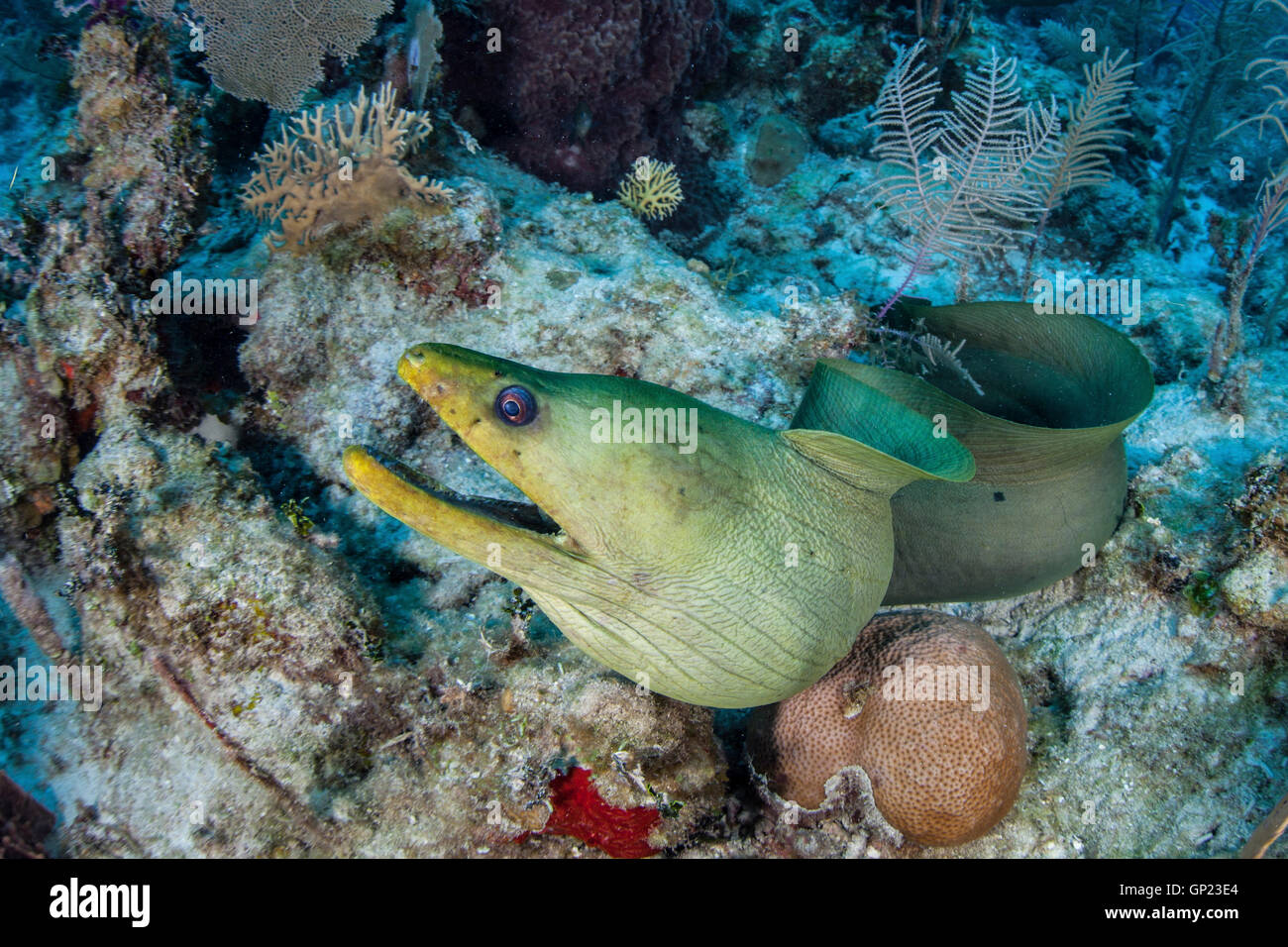 Green moray eel hi-res stock photography and images - Alamy