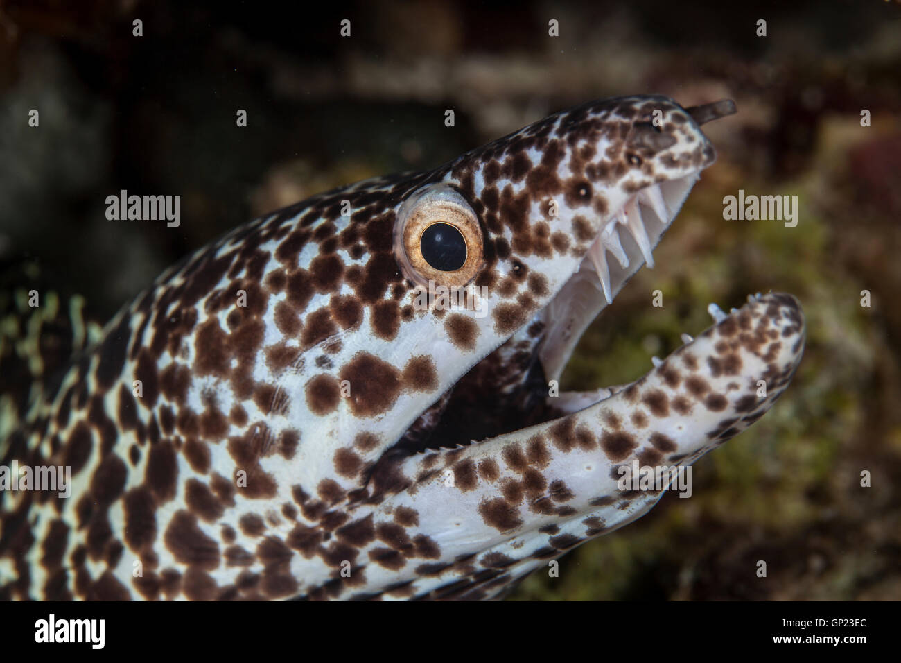 Spotted Moray Eel, Gymnothorax moringa, Turneffe Atoll, Caribbean ...