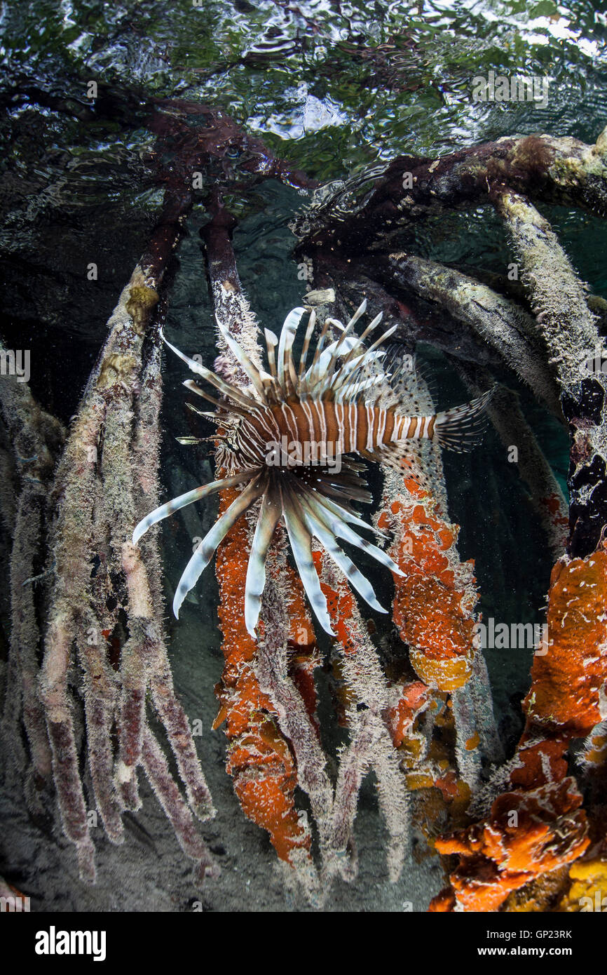 Lionfish hunting in Mangroves, Pterois volitans, Turneffe Atoll ...