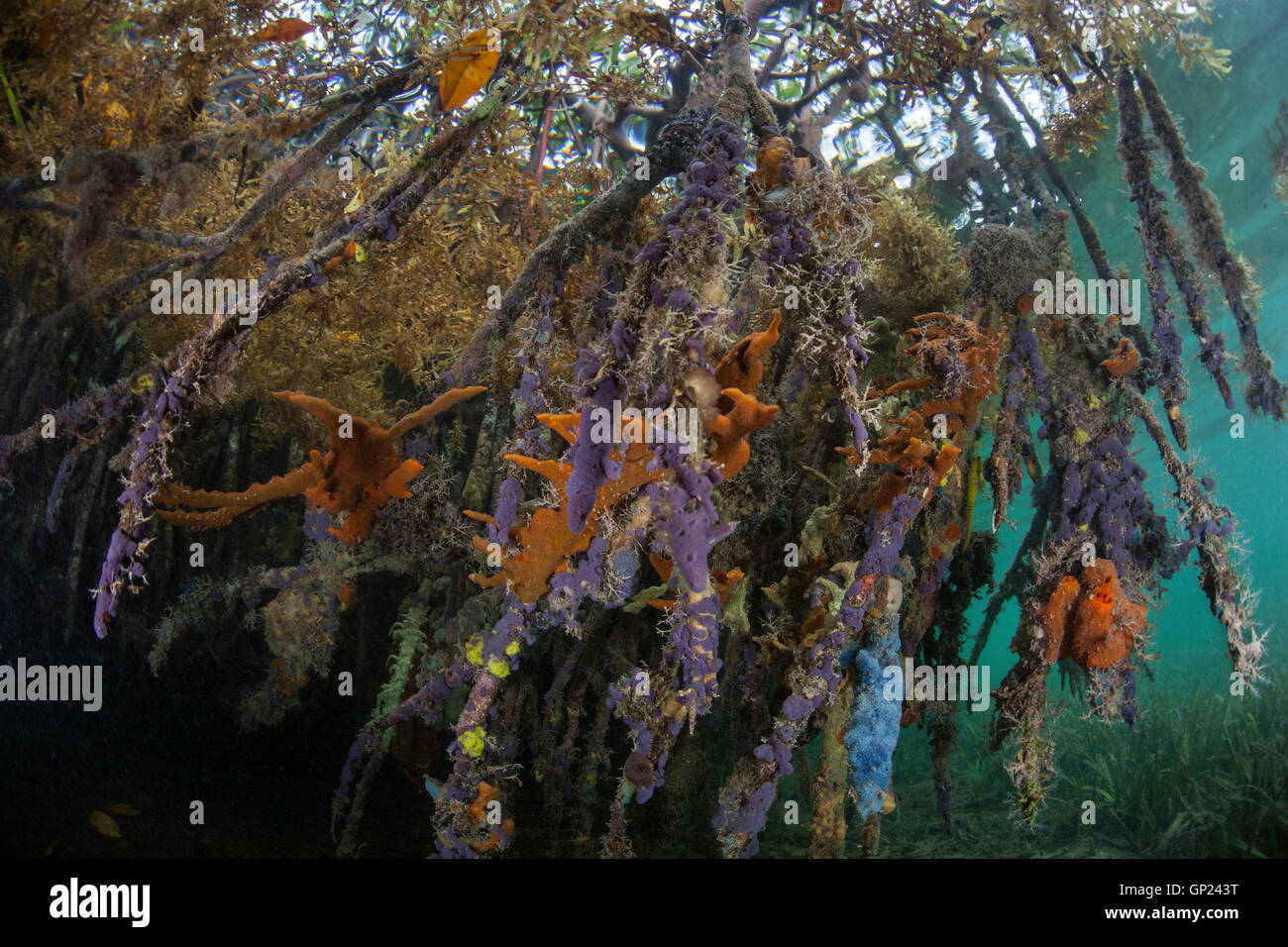 Ecosystem Mangroves, Rhizophora, Turneffe Atoll, Caribbean, Belize ...