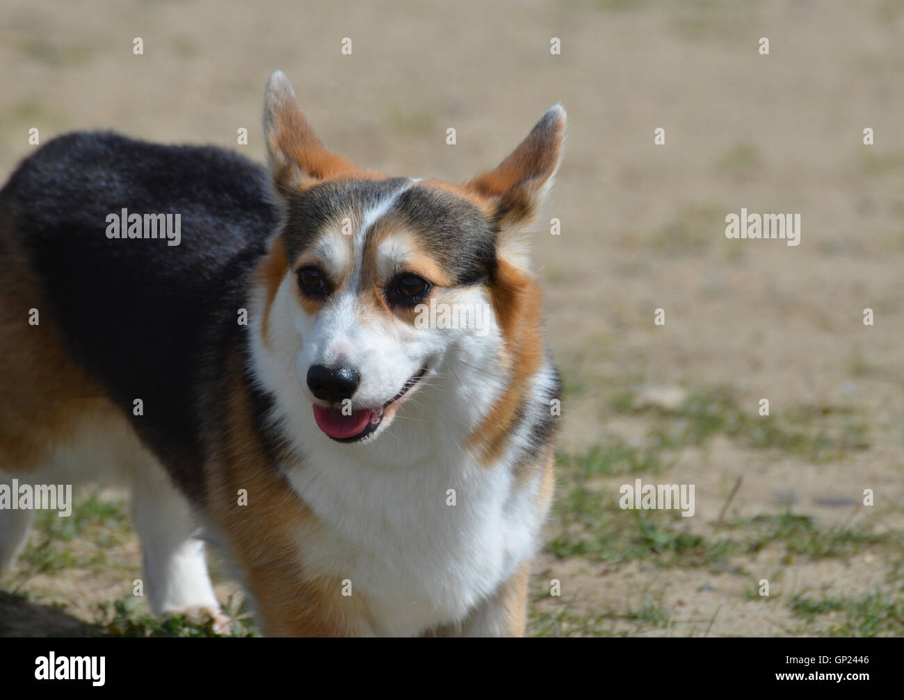 Really cute multi-colored Welsh corgi herd dog Stock Photo - Alamy