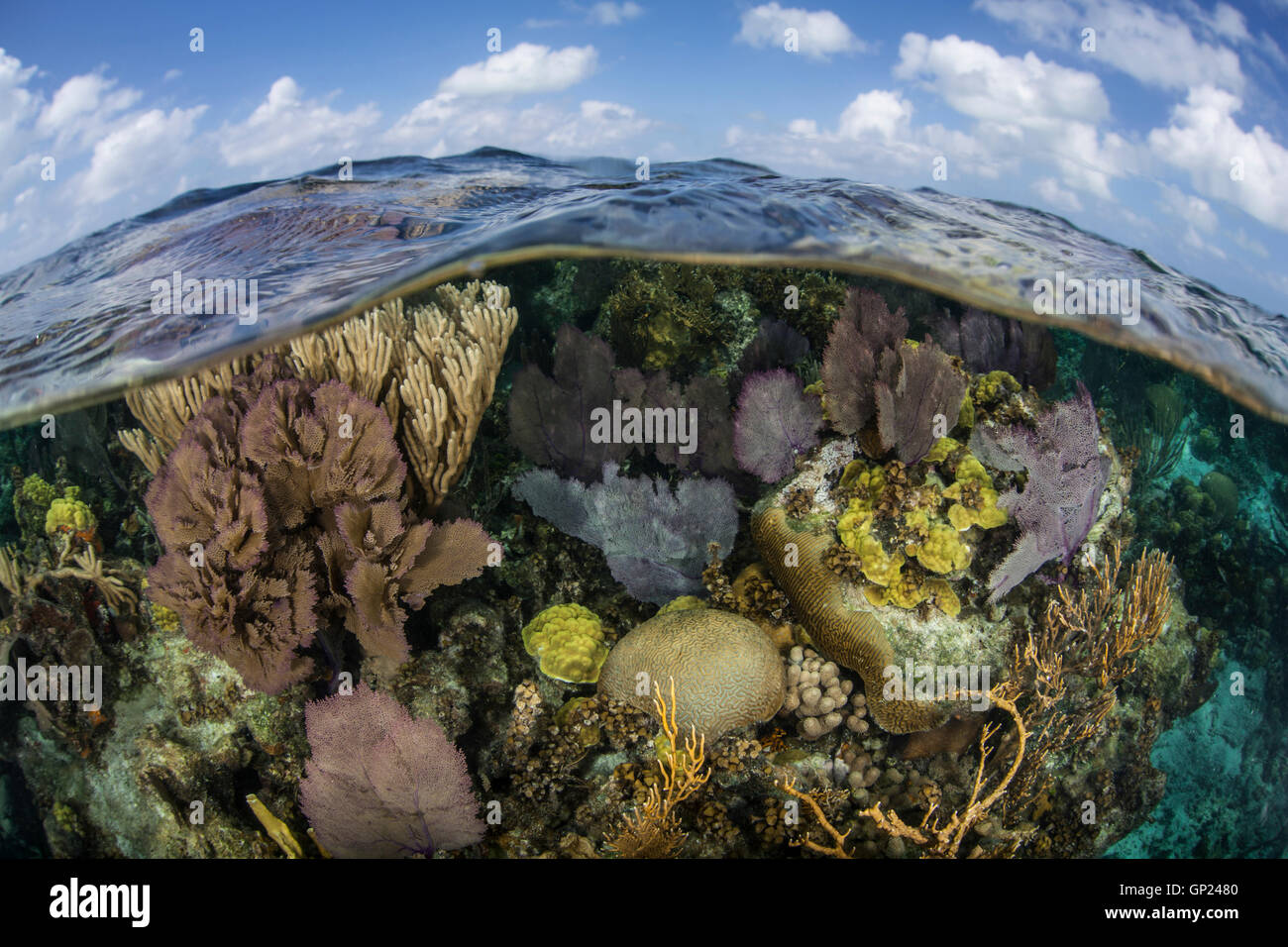 Caribbean Coral Reef, Turneffe Atoll, Caribbean, Belize Stock Photo - Alamy