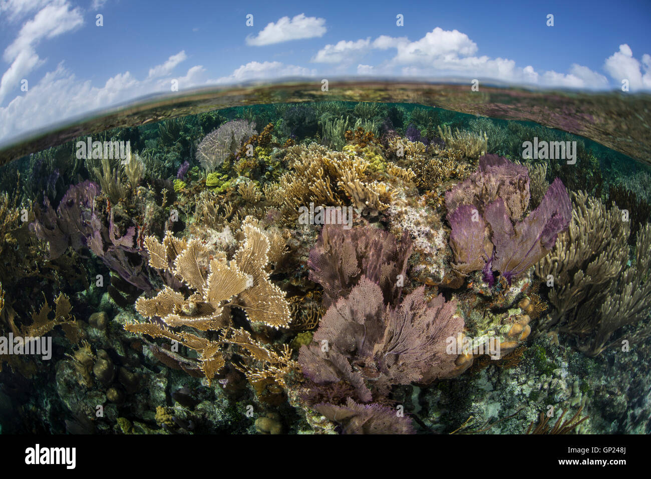 Caribbean Coral Reef, Turneffe Atoll, Caribbean, Belize Stock Photo - Alamy