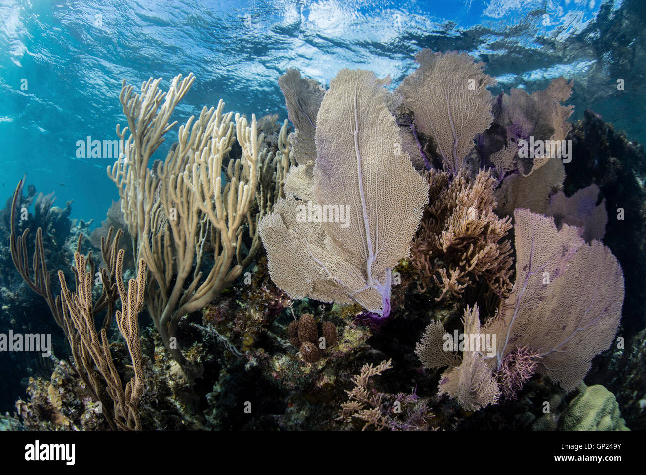 Caribbean Coral Reef, Turneffe Atoll, Caribbean, Belize Stock Photo - Alamy