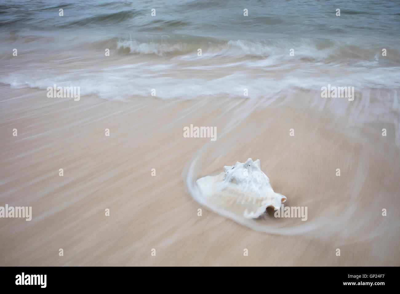 Shell on beach strombus gigas hi-res stock photography and images - Alamy