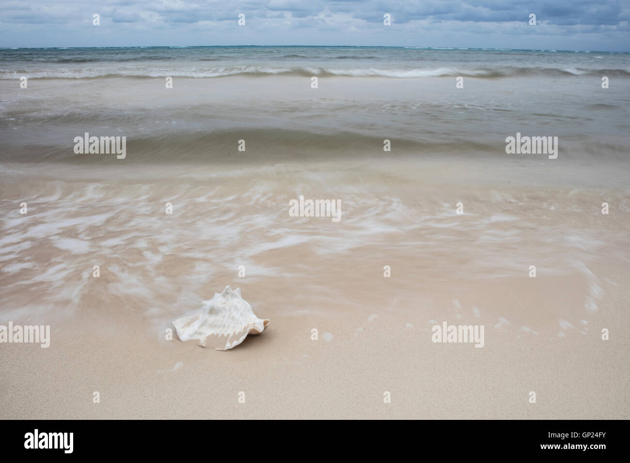 Conch Shell on Beach, Strombus gigas, Turneffe Atoll, Caribbean, Belize ...