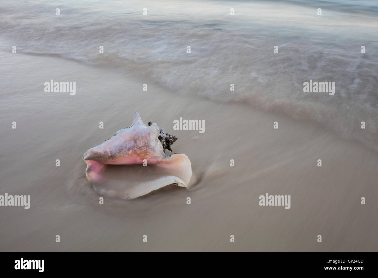 Conch Shell on Beach, Strombus gigas, Turneffe Atoll, Caribbean, Belize ...