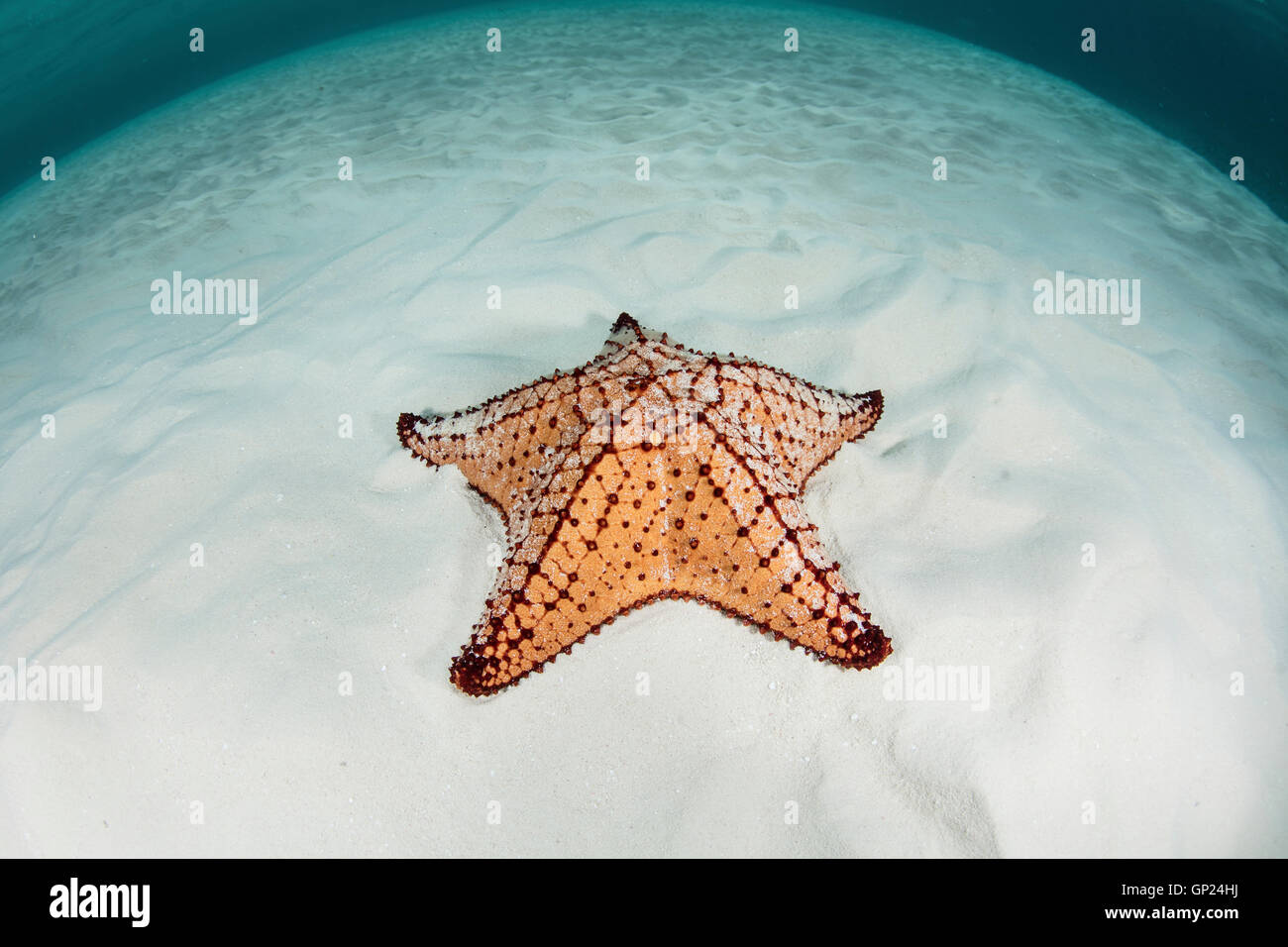 Red Cushion Starfish in Lagoon, Oreaster reticulatus, Turneffe Atoll ...