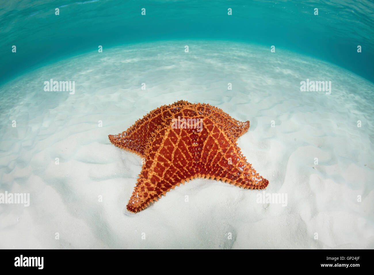 Oreaster reticulatus, hi-res stock photography and images - Alamy