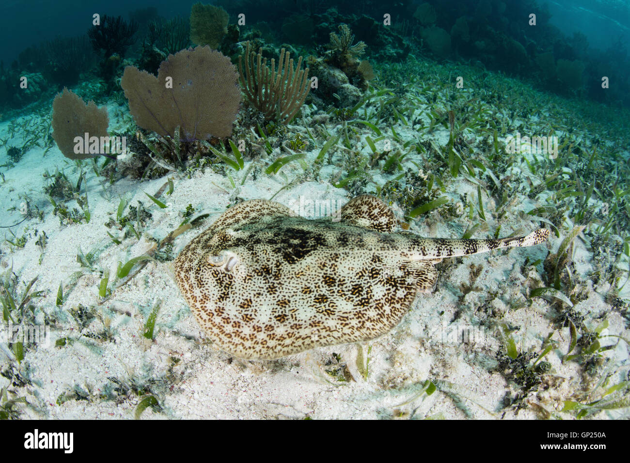 Yellow Stingray, Urobatis jamaicensis, Turneffe Atoll, Caribbean ...
