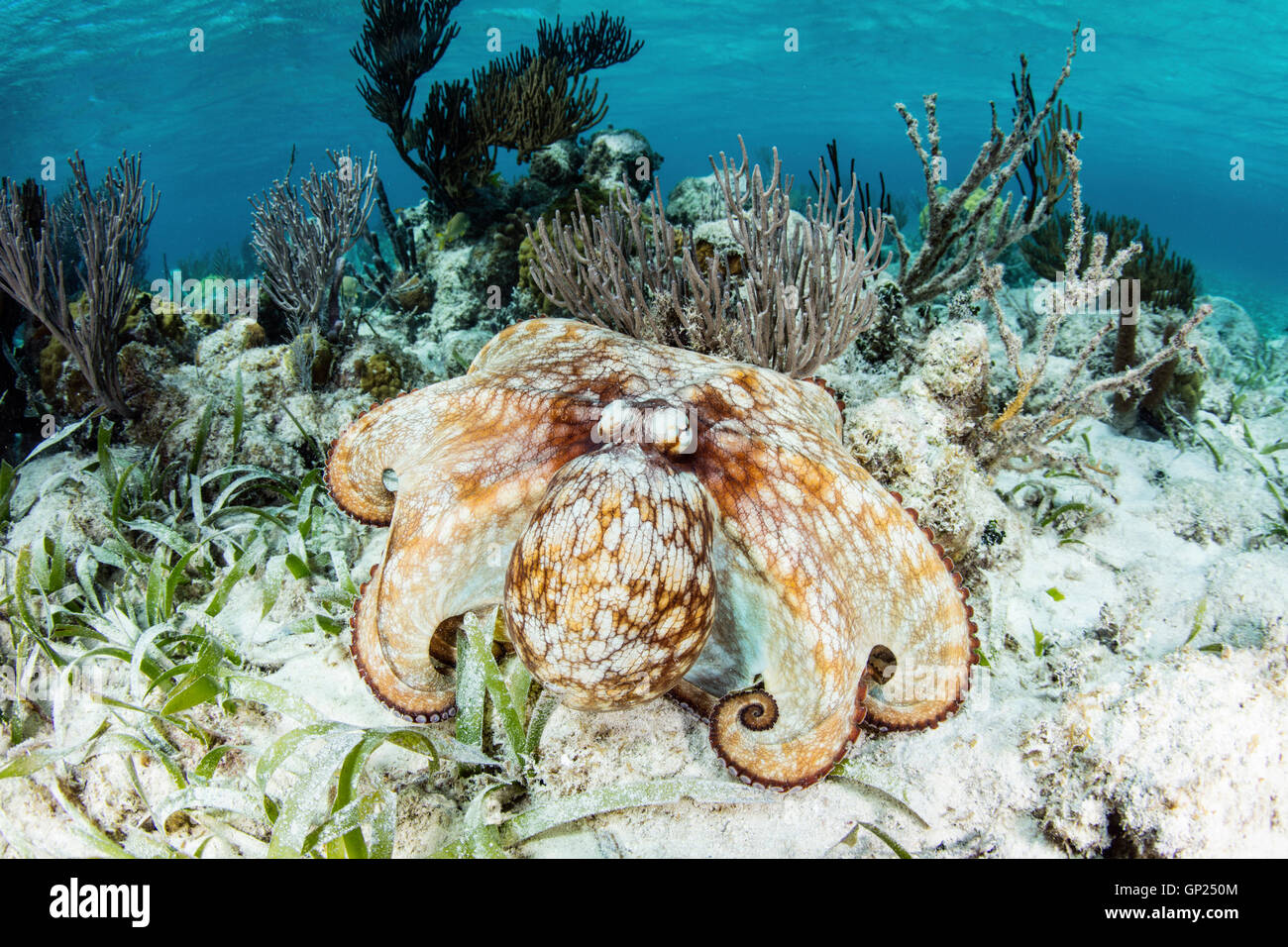 Carribean Reef Octopus, Octopus briareus, Turneffe Atoll, Caribbean ...