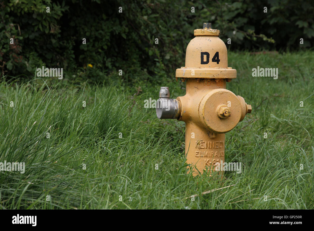 Yellow Kennedy K-81 dry barrel fire hydrant located in a grass verge on ...