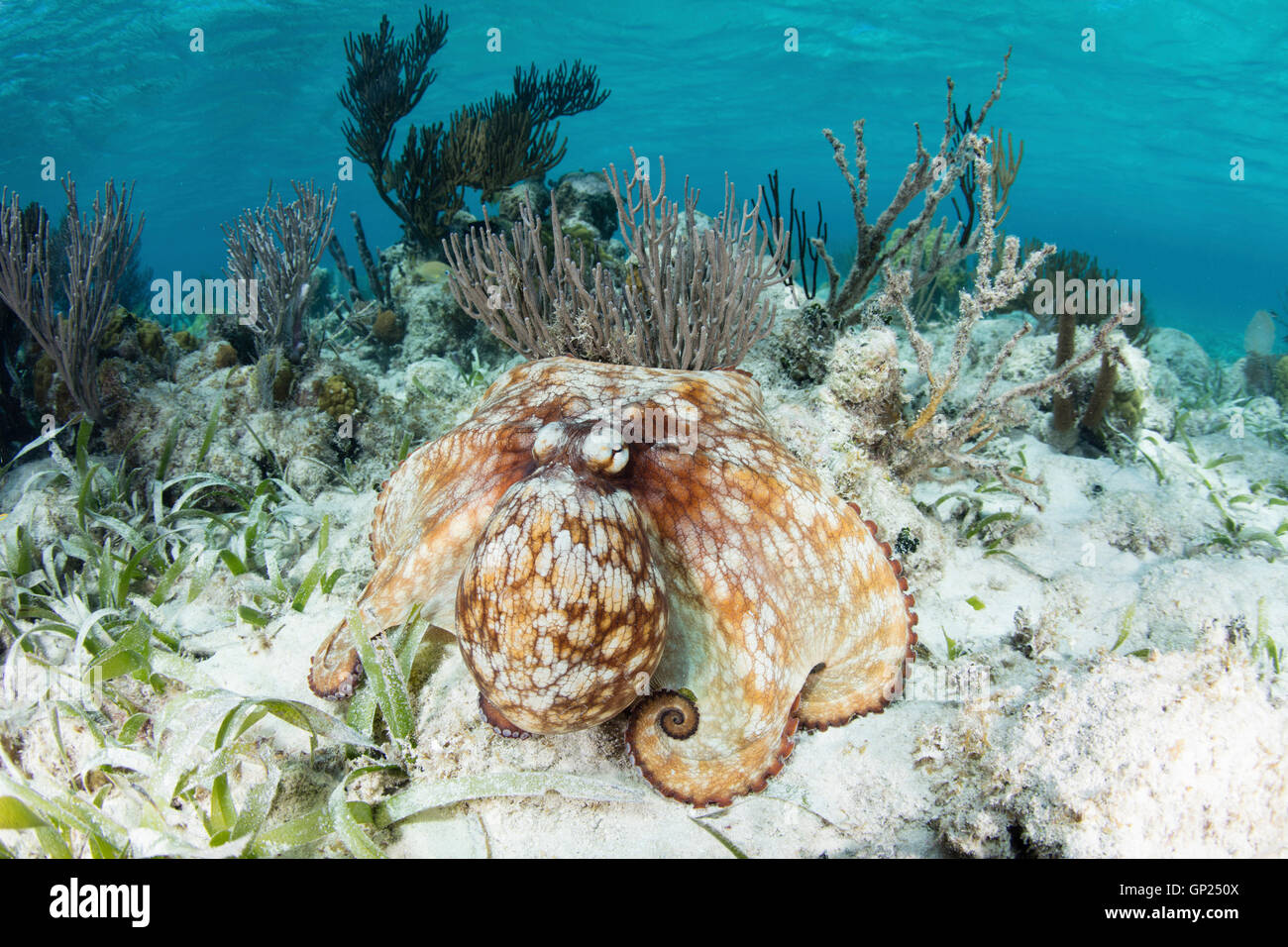 Belize caribbean reef octopus hi-res stock photography and images - Alamy