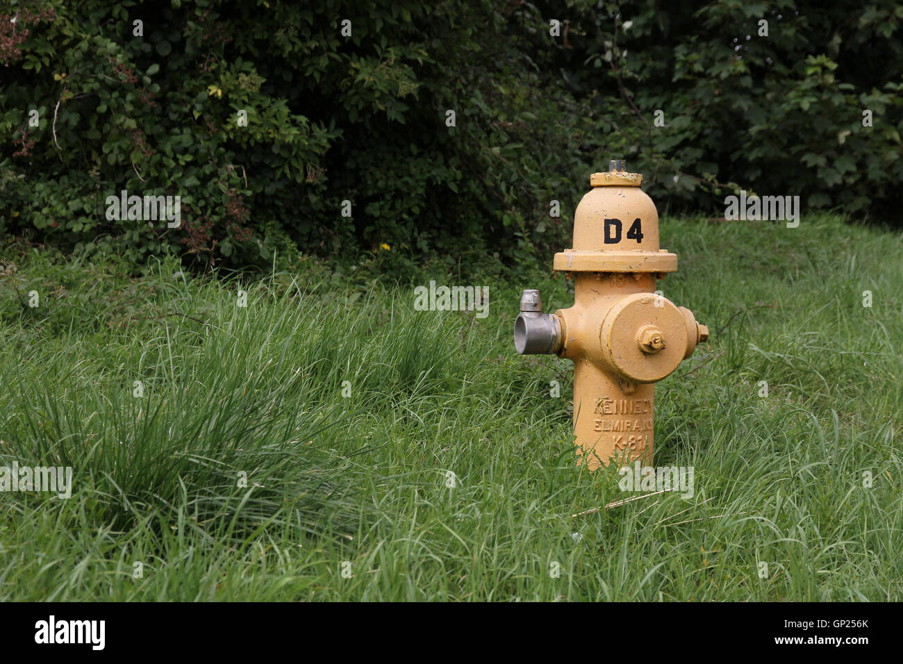 Yellow Kennedy K-81 dry barrel fire hydrant located in a grass verge on ...