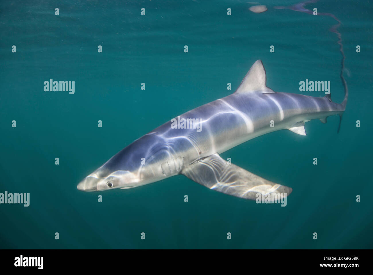 Blue Shark, Prionace glauca, Massachusetts, Cape Cod, USA Stock Photo ...