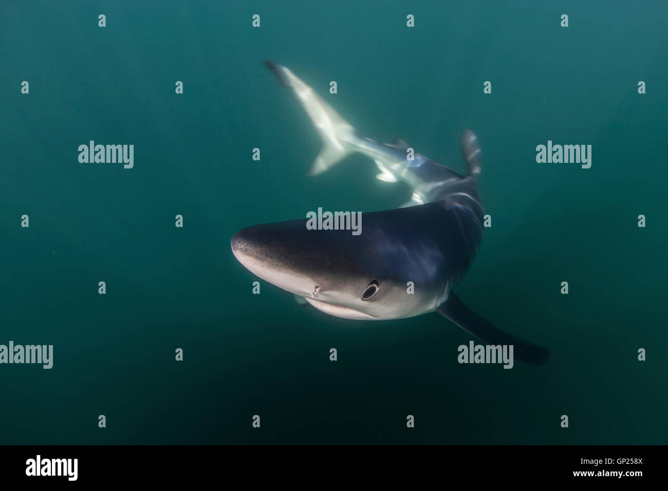 Blue Shark, Prionace glauca, Massachusetts, Cape Cod, USA Stock Photo ...