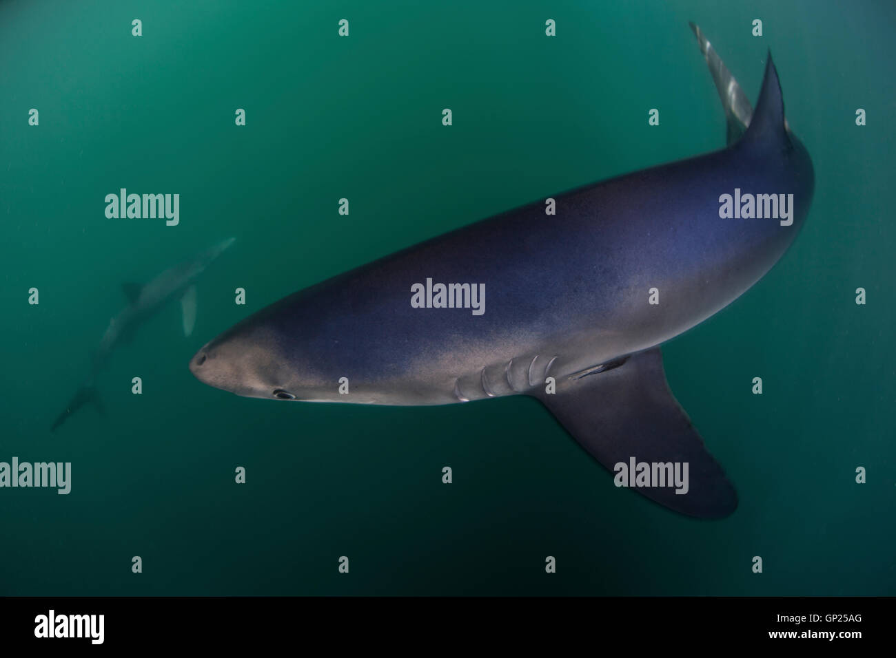 Blue Shark, Prionace glauca, Massachusetts, Cape Cod, USA Stock Photo ...