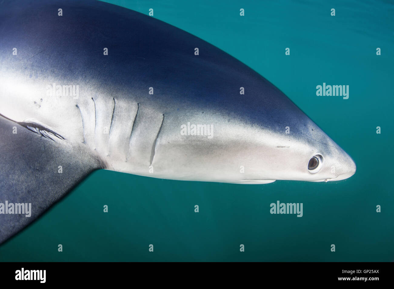Blue Shark, Prionace glauca, Massachusetts, Cape Cod, USA Stock Photo ...