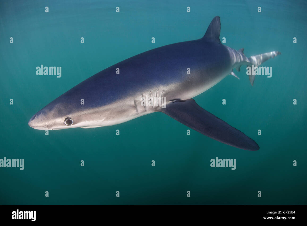 Atlantic cod fish massachusetts hi-res stock photography and images - Alamy