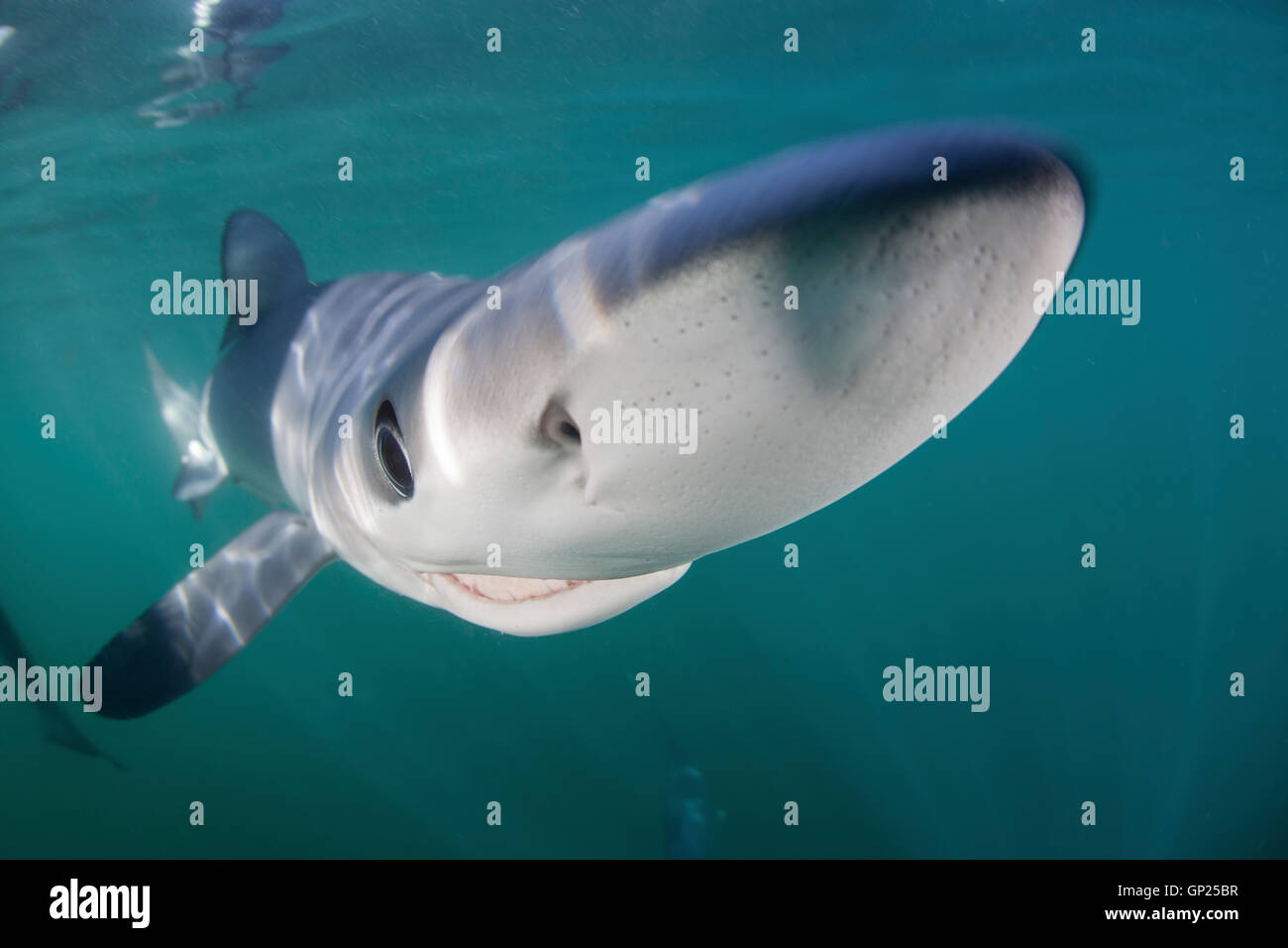 Blue Shark, Prionace glauca, Massachusetts, Cape Cod, USA Stock Photo ...