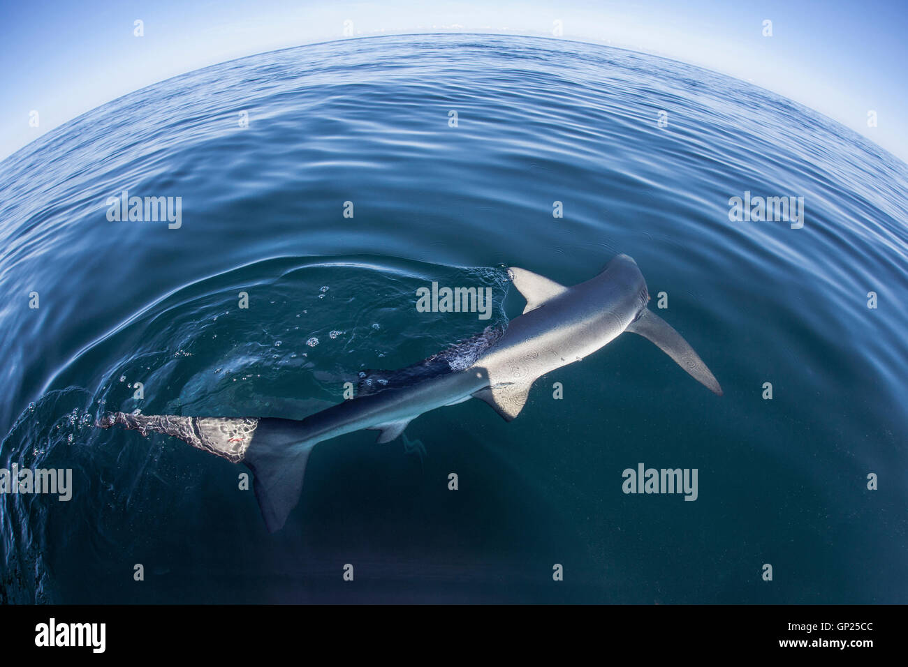 Blue Shark, Prionace glauca, Massachusetts, Cape Cod, USA Stock Photo ...
