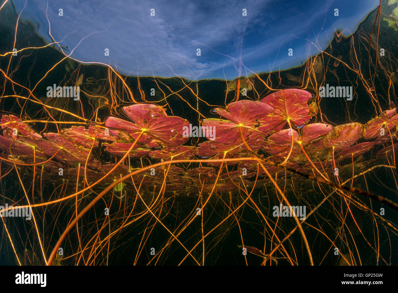 Stalk and Leafs of Water Lily, Nymphaea, Massachusetts, Cape Cod, USA ...