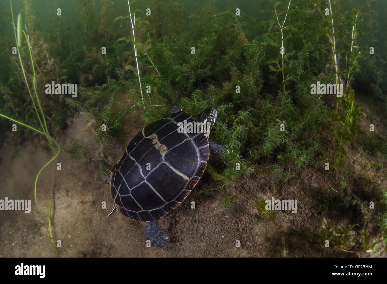 Painted Turtle, Chrysemys picta, Massachusetts, Cape Cod, USA Stock ...