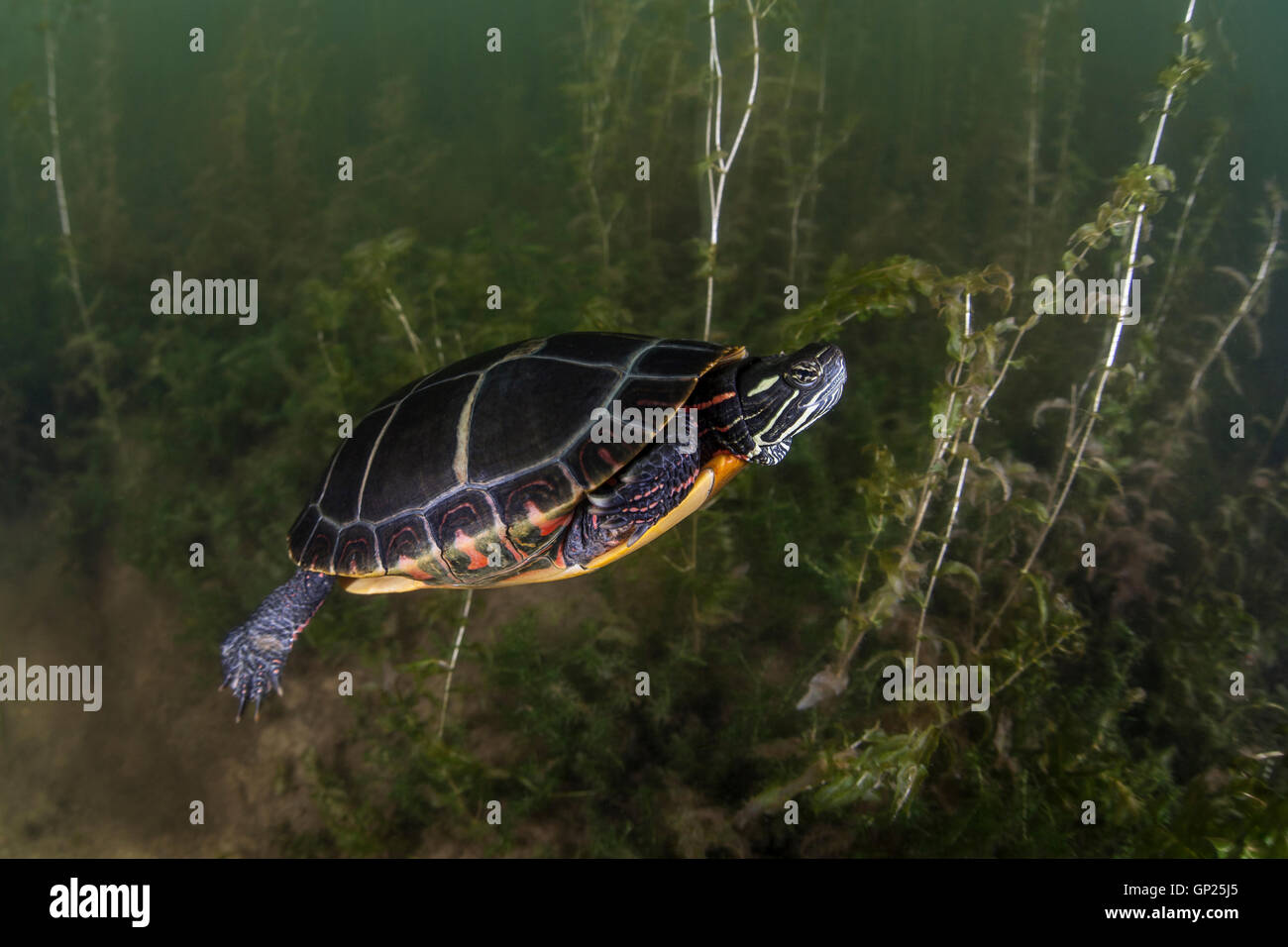 Painted Turtle, Chrysemys picta, Massachusetts, Cape Cod, USA Stock ...