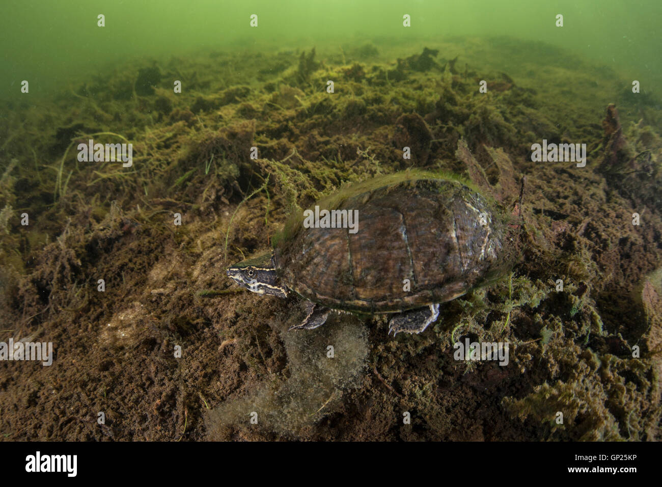 Common Musk Turtle, Sternotherus odoratus, Massachusetts, Cape Cod, USA ...