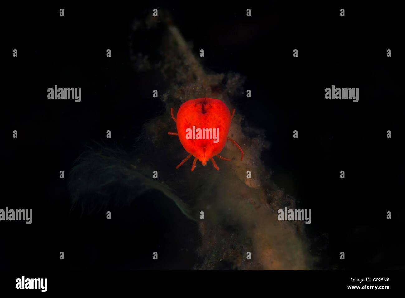 Water Mite, Hydracarina, Massachusetts, Cape Cod, USA Stock Photo - Alamy