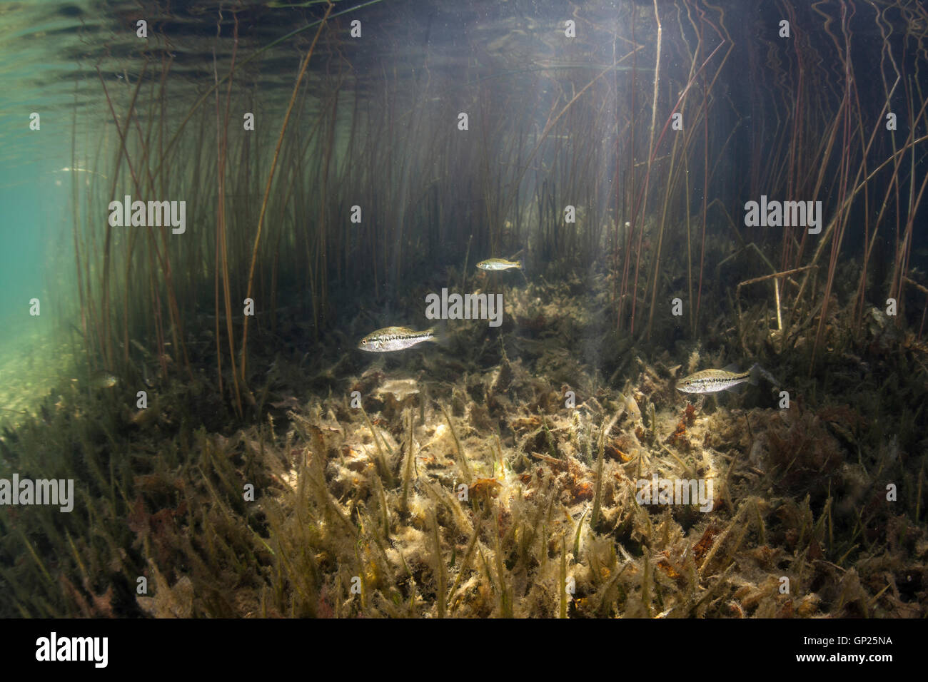 Pond underwater fish water lily hi-res stock photography and images - Alamy