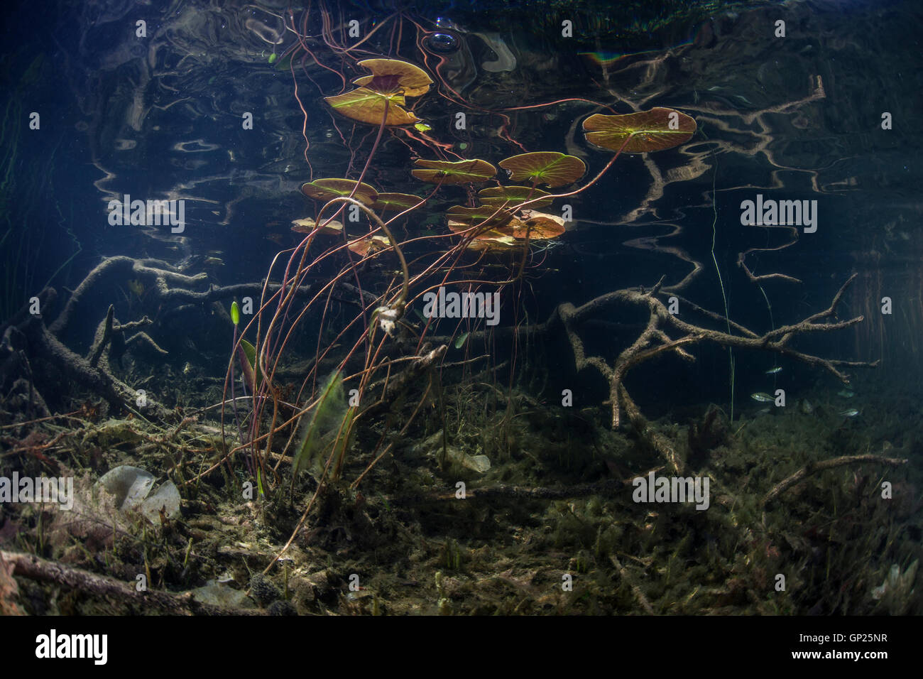 Stalk and Leafs of Water Lily, Nymphaea, Massachusetts, Cape Cod, USA ...