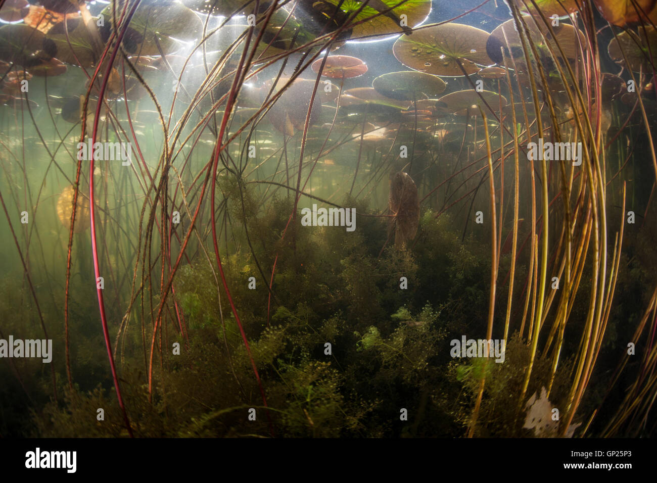 Side view water lily hi-res stock photography and images - Alamy