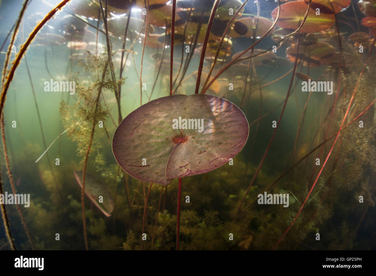 Stalk and Leafs of Water Lily, Nymphaea, Massachusetts, Cape Cod, USA ...