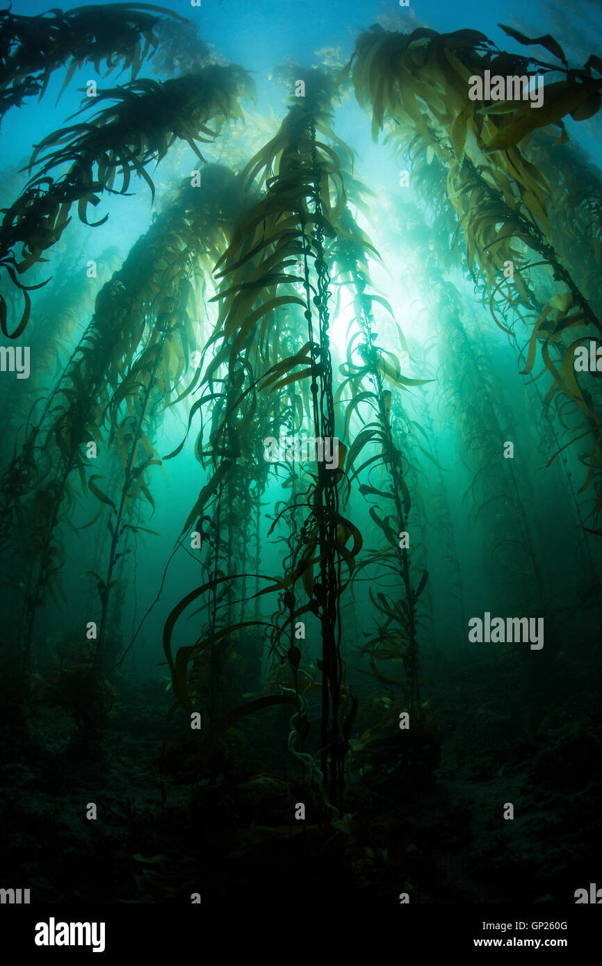 Giant Kelp, Macrocystis pyrifera, Channel Islands, California, USA ...